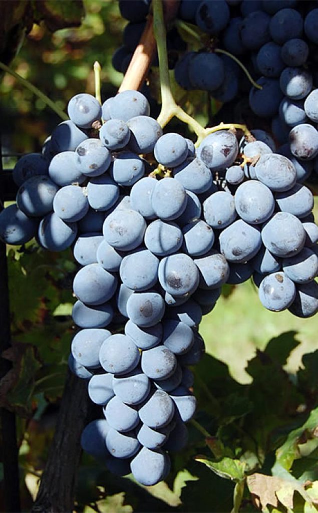 Barbatelle di Corvinone - Barbatelle vendita Online - Terra delle Piante