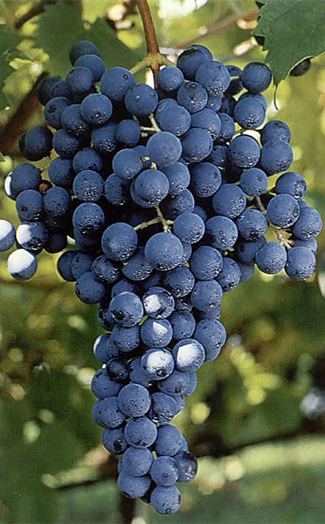Barbatelle di Marzemino - Barbatelle vendita Online - Terra Vinea