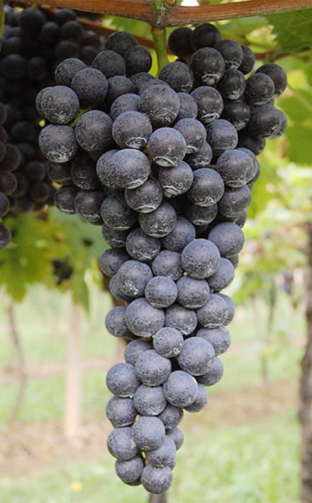 Barbatelle di Rondinella - Barbatelle vendita Online - Terra Vinea