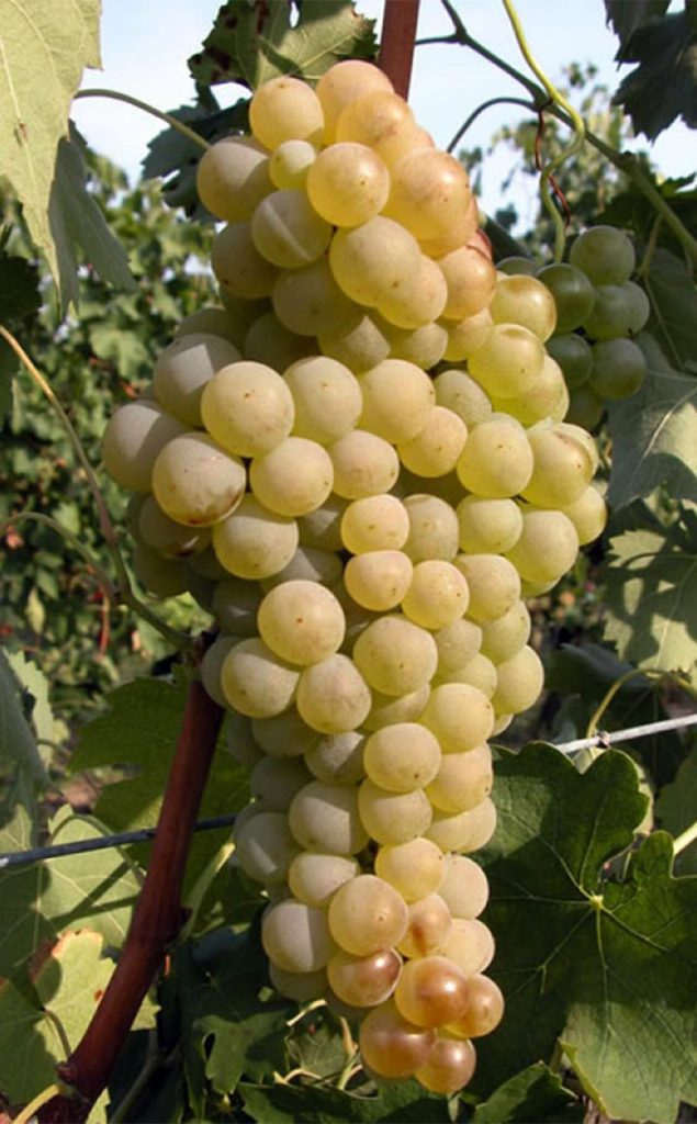 Barbatelle di Trebbiano di Lugana - Barbatelle vendita Online - Terra Vinea